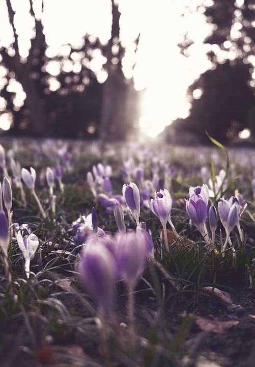 Blumen Krokus Frühling - Kostenloses Foto auf Pixabay - Pixabay