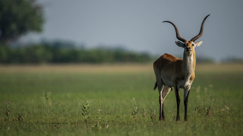 Lechwe Antelope Animal - Free photo on Pixabay