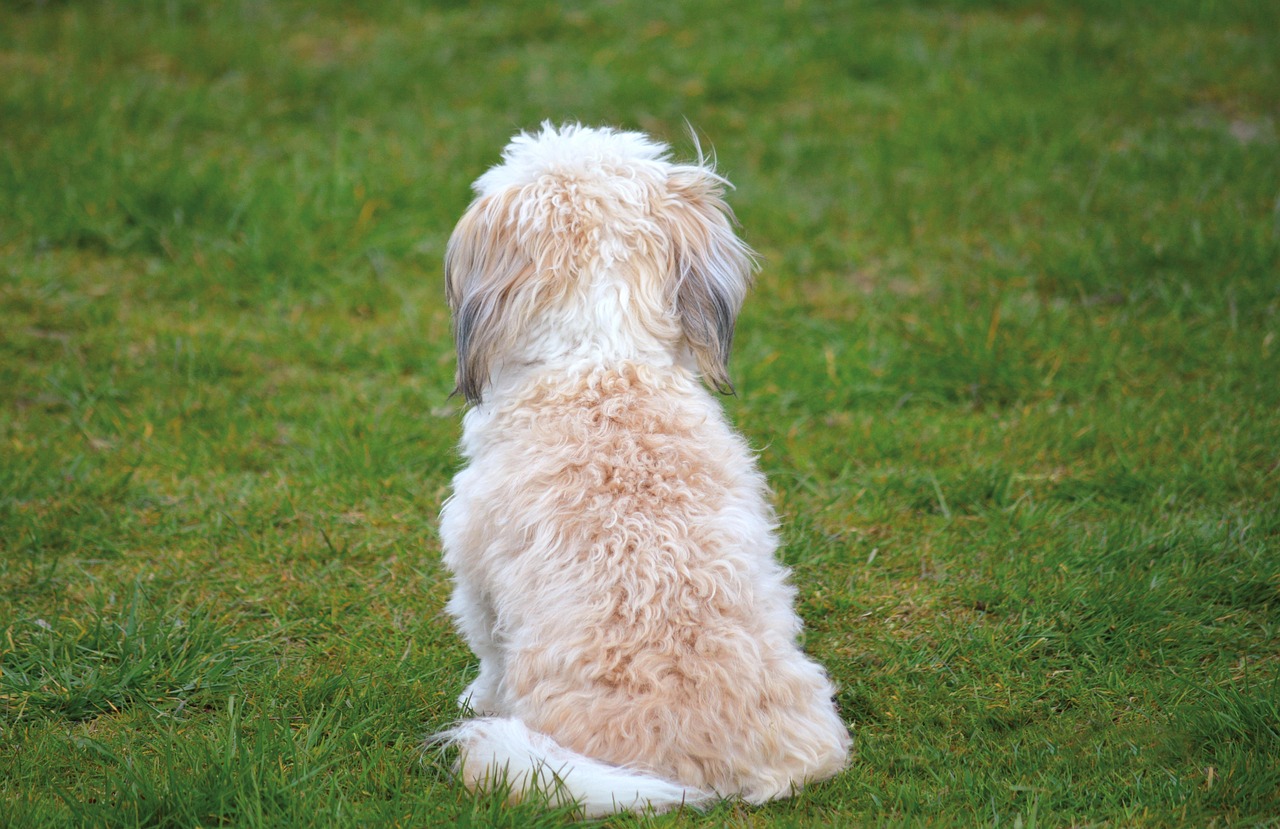 Dog Return Domestic Animal - Free photo on Pixabay - Pixabay
