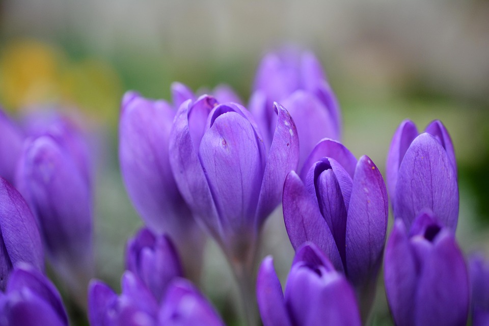 Crocuses Flowers Purple - Free photo on Pixabay - Pixabay