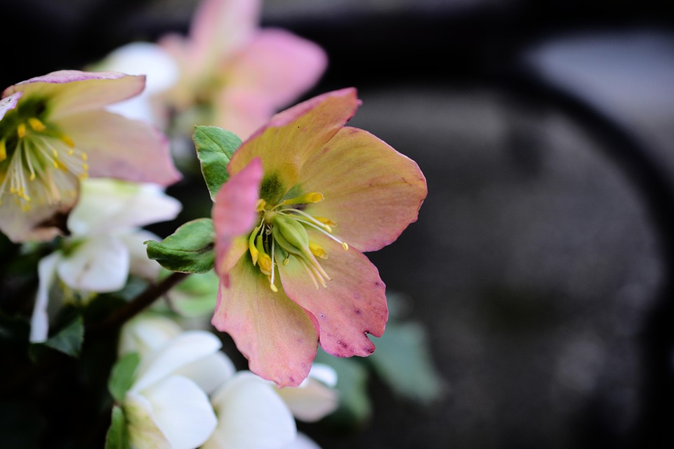 Helleborus Niger Blume Blüte - Kostenloses Foto auf Pixabay
