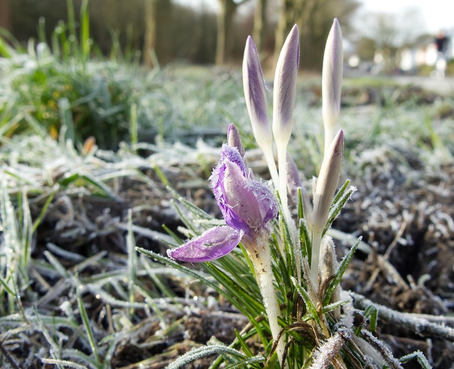 Flower Crocus Bloom - Free photo on Pixabay - Pixabay