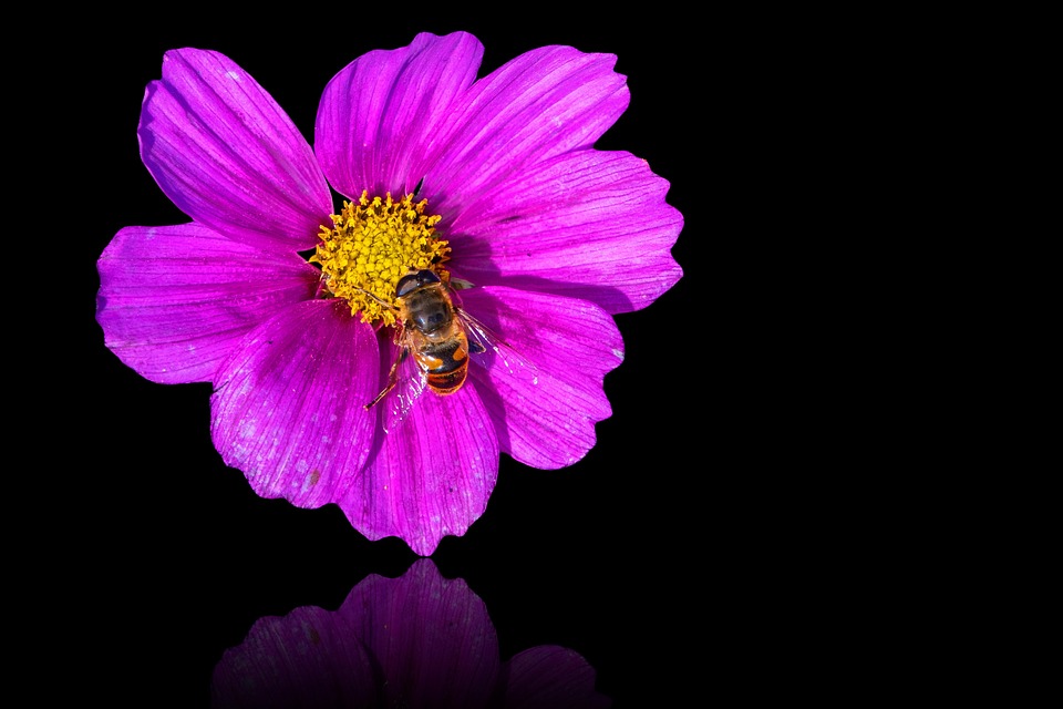 Flower Bee Pollination - Free photo on Pixabay - Pixabay