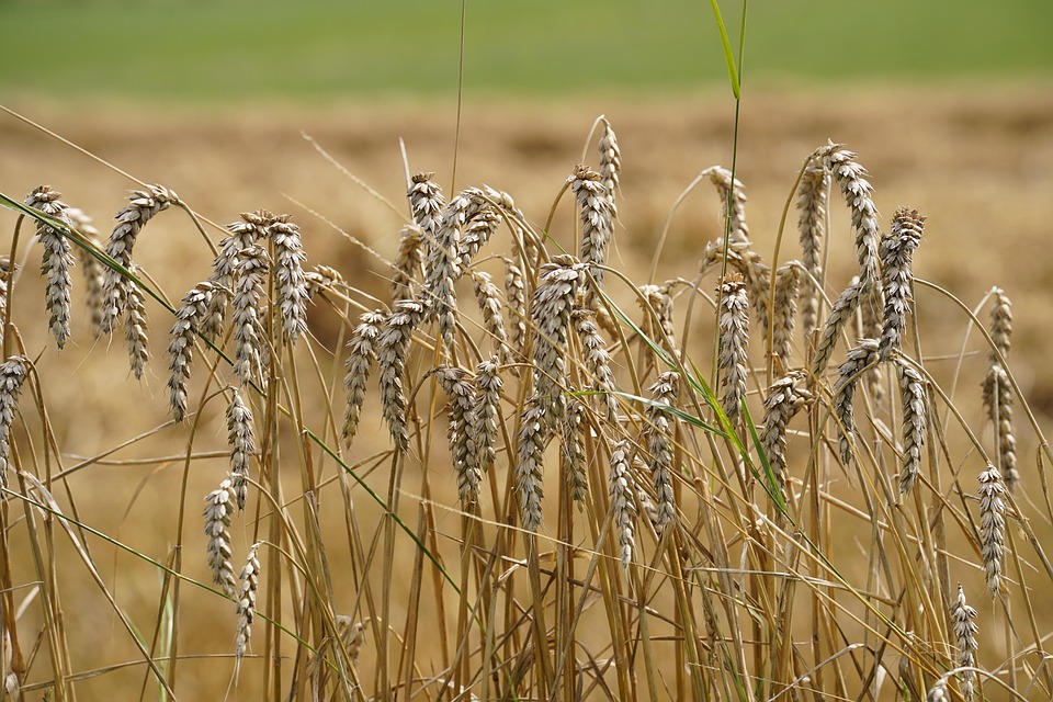 Trigo Campo Agricultura - Foto gratuita no Pixabay - Pixabay
