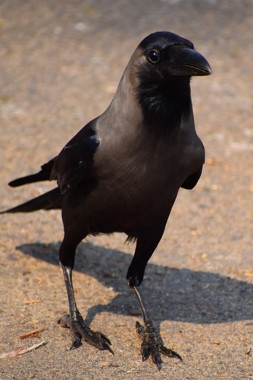 Bird Crow Ornithology - Free photo on Pixabay