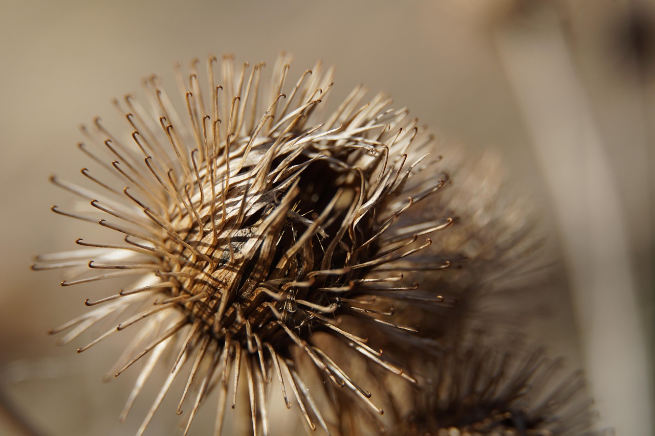 Nature Plantes Botanique - Photo gratuite sur Pixabay - Pixabay