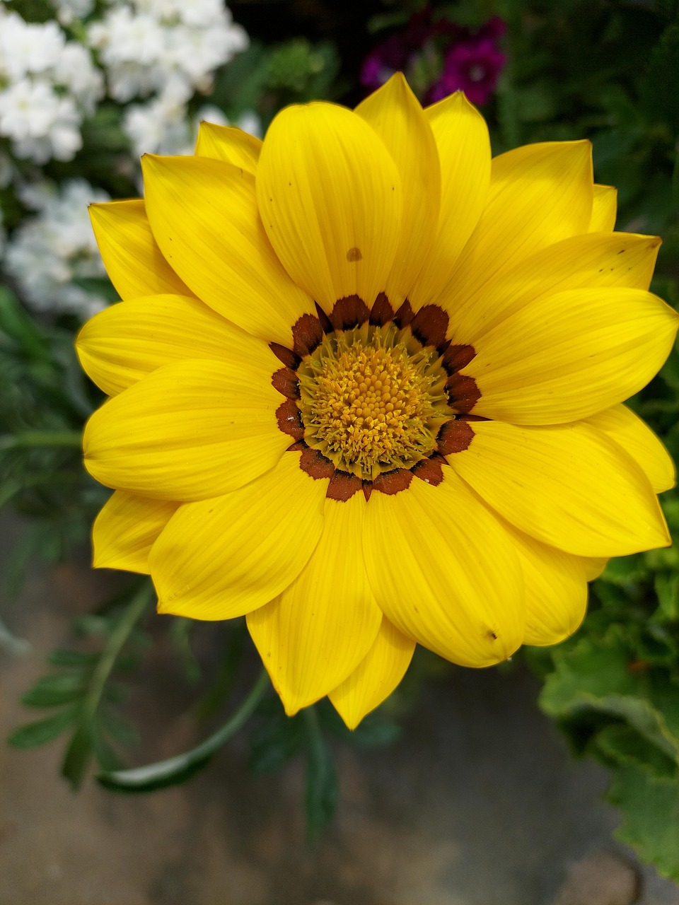 Gul Blomst Solsikke Natur - Gratis foto på Pixabay