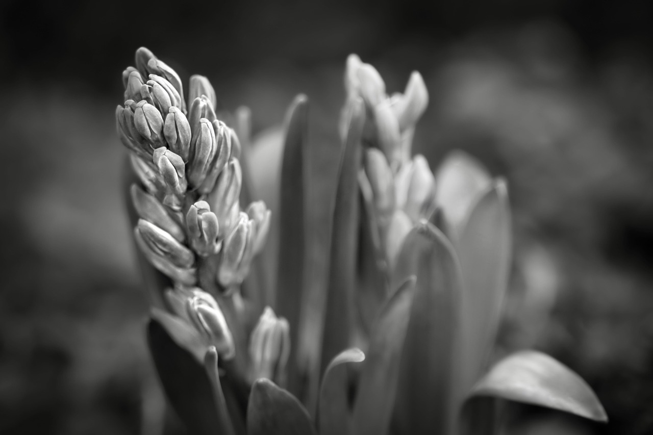 Jacinthes Fleurs De Printemps - Photo gratuite sur Pixabay - Pixabay