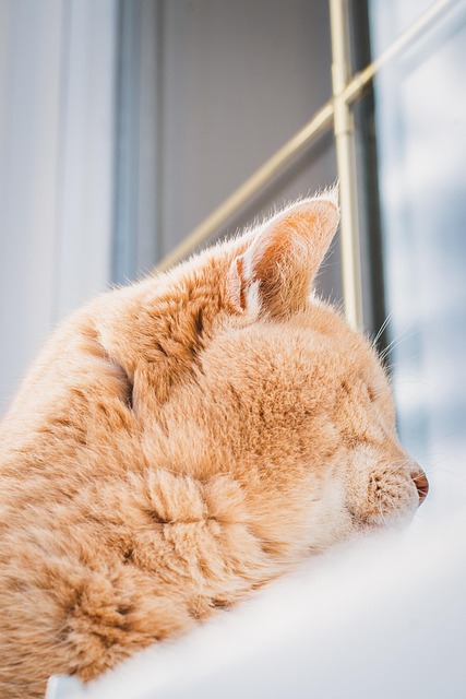 40,000+ Best Free Cat Pictures & Images [HD] - Pixabay