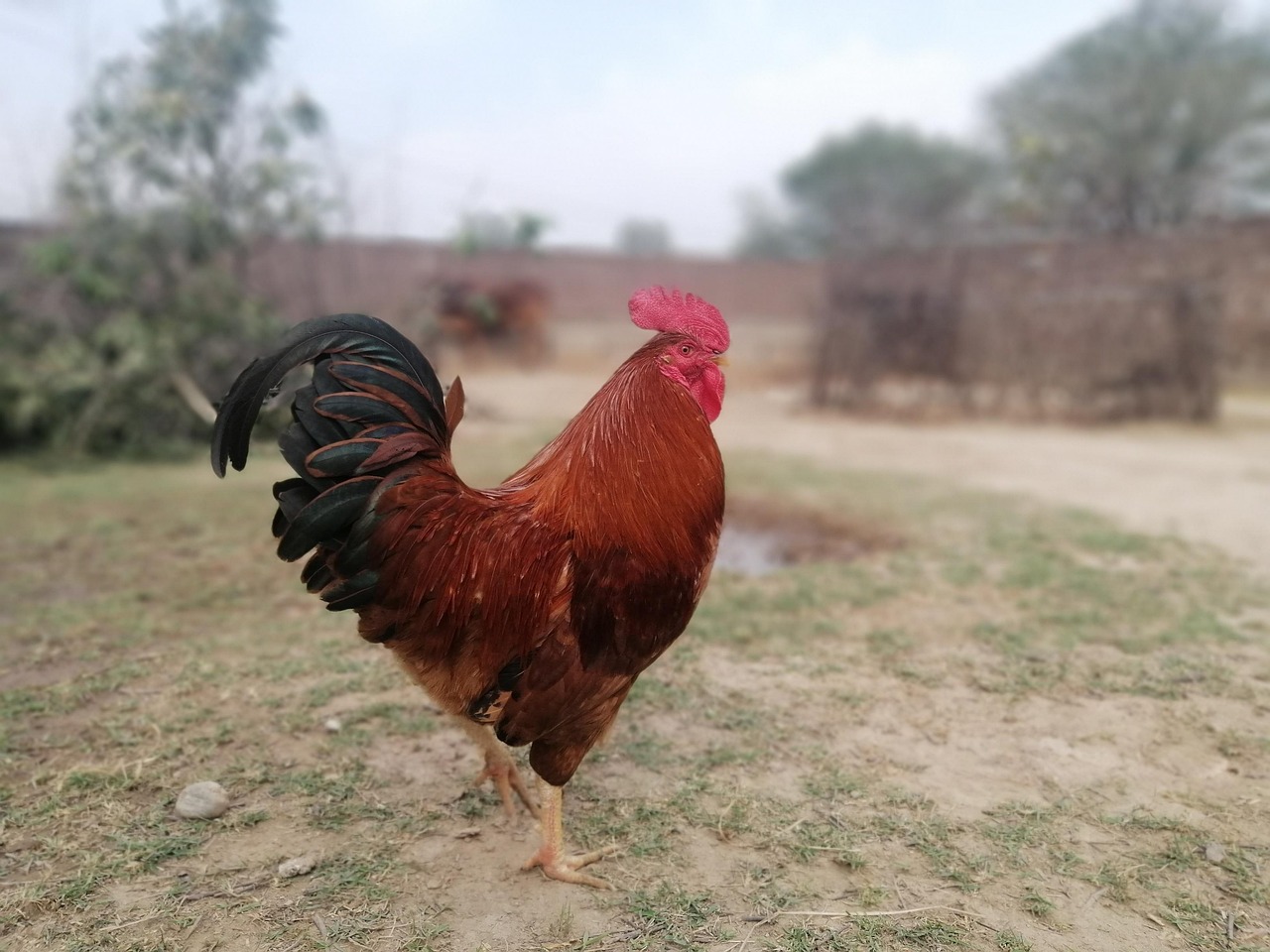 Rooster Crowing Big - Free photo on Pixabay - Pixabay