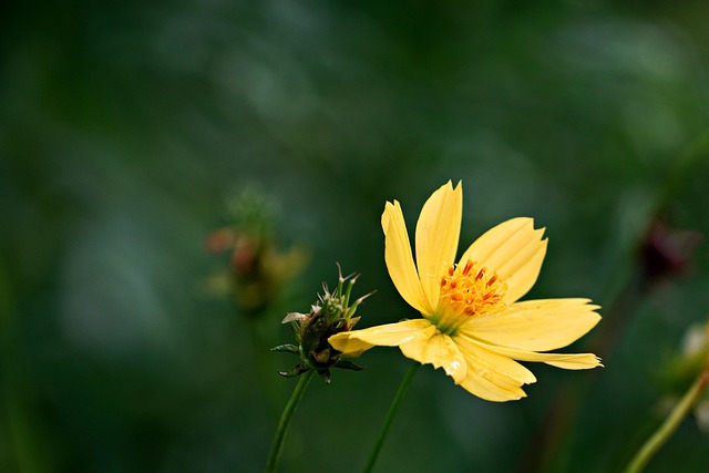 Cosmos Flor Planta - Foto gratuita no Pixabay - Pixabay