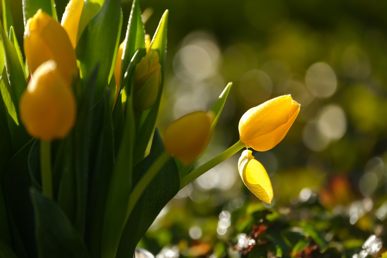 Tulips Flowers Yellow - Free photo on Pixabay - Pixabay