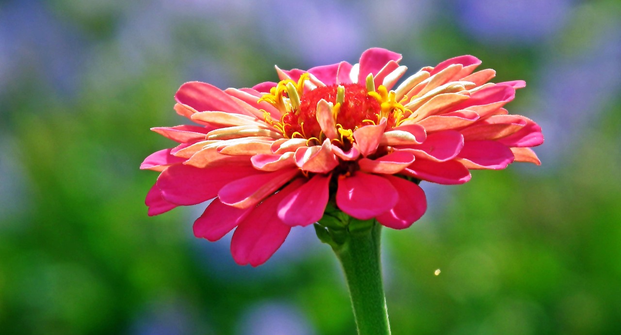 Zinnia Flor Planta - Foto gratis en Pixabay - Pixabay