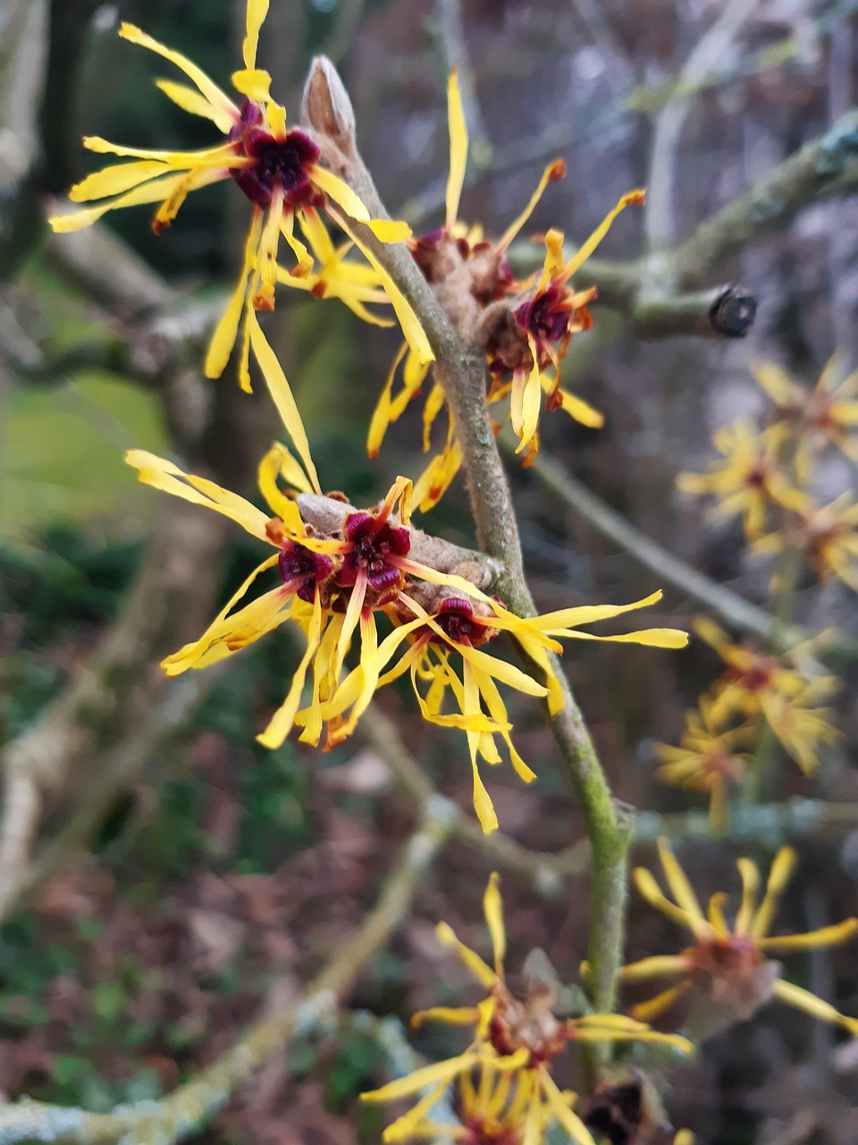 Zaubernuss Gelbe Blumen Hamamelis - Kostenloses Foto auf Pixabay