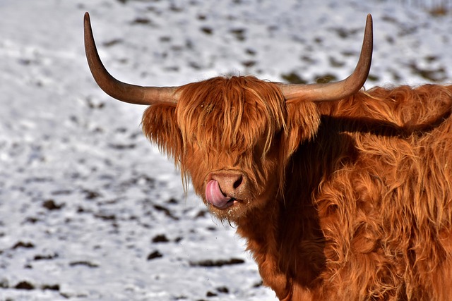 Gallery Of Scottish Highlander Cattle