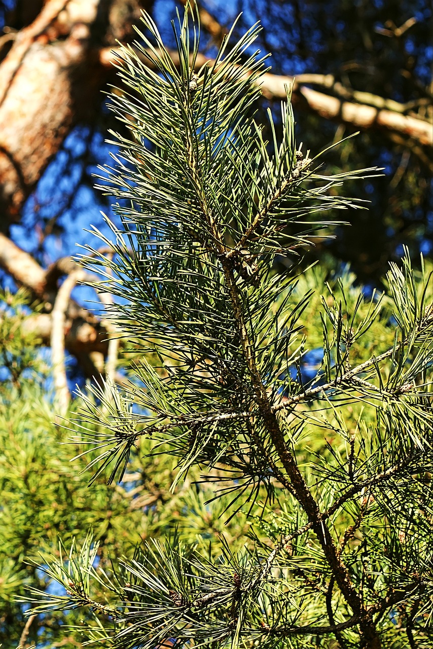 Spruce Tree Evergreen - Free photo on Pixabay - Pixabay