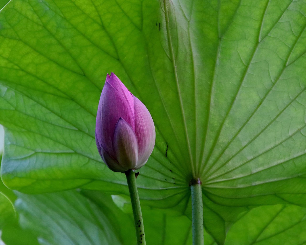Bourgeon Floral Lotus Nénuphar - Photo gratuite sur Pixabay - Pixabay