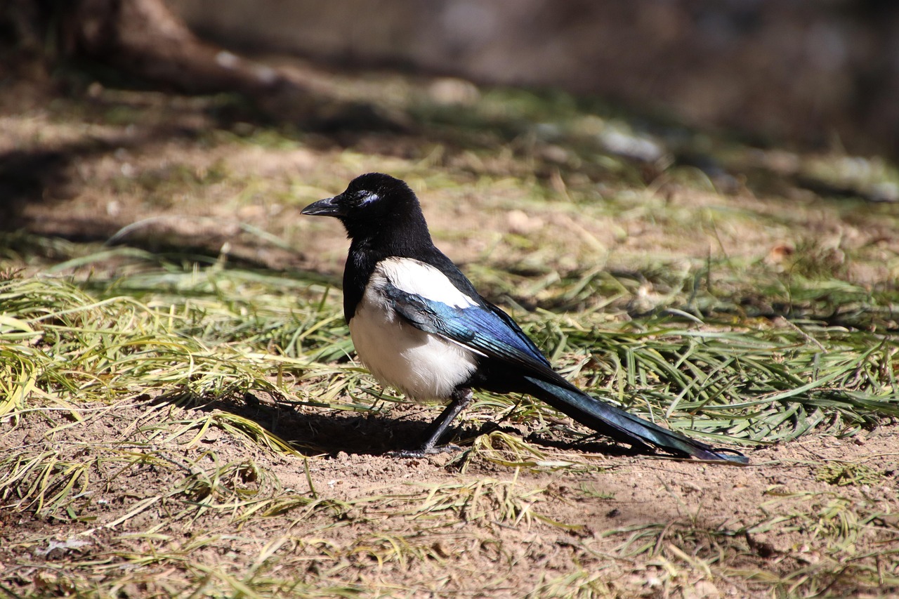 700+ Free Magpie & Nature Images - Pixabay