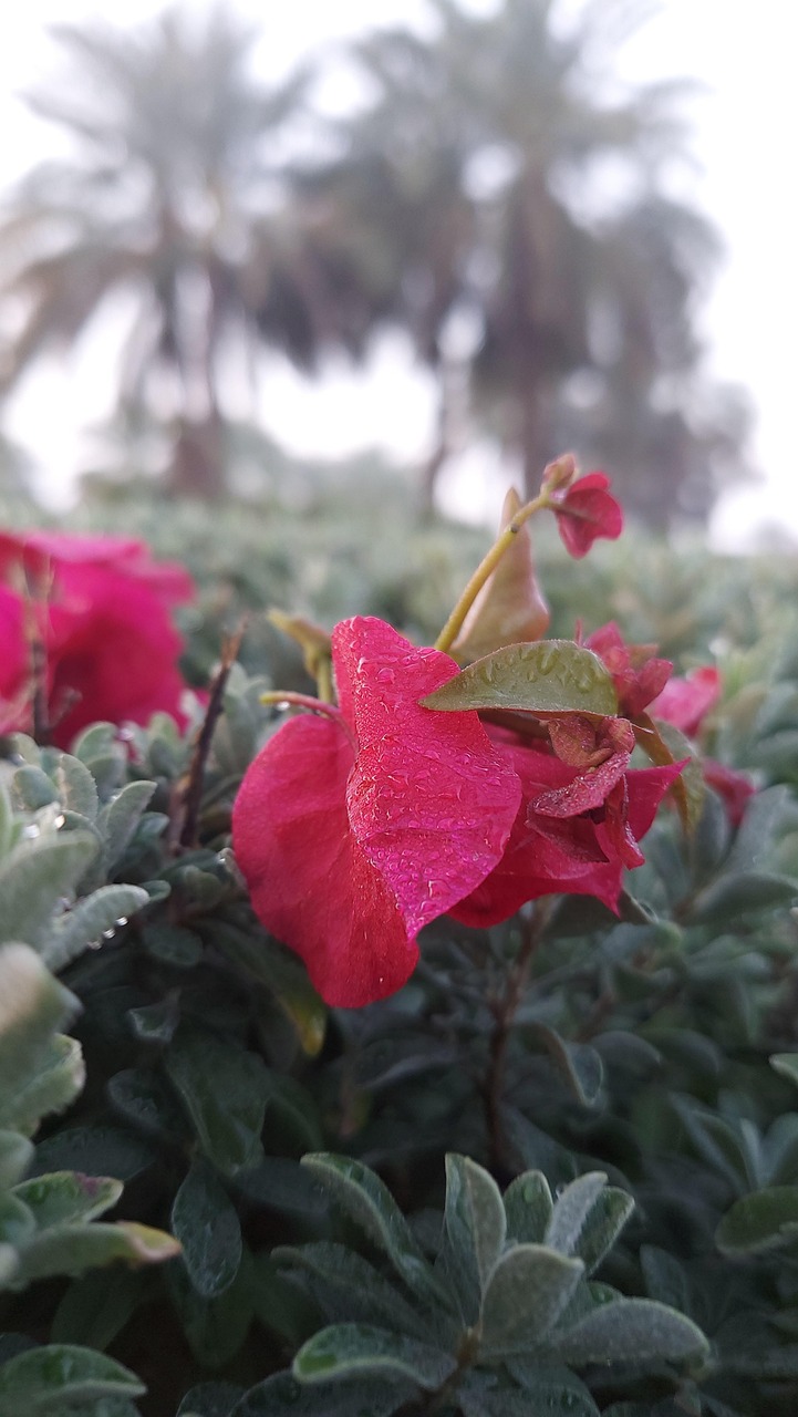Greenary Landscape Gardens - Free photo on Pixabay - Pixabay