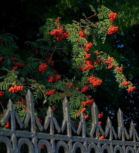 Rowan Mountain Ash Blossoms - Free photo on Pixabay
