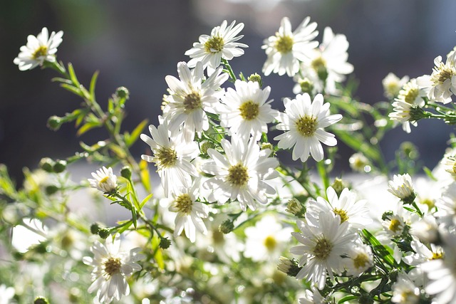 Astern Blumen Weiße - Kostenloses Foto auf Pixabay - Pixabay