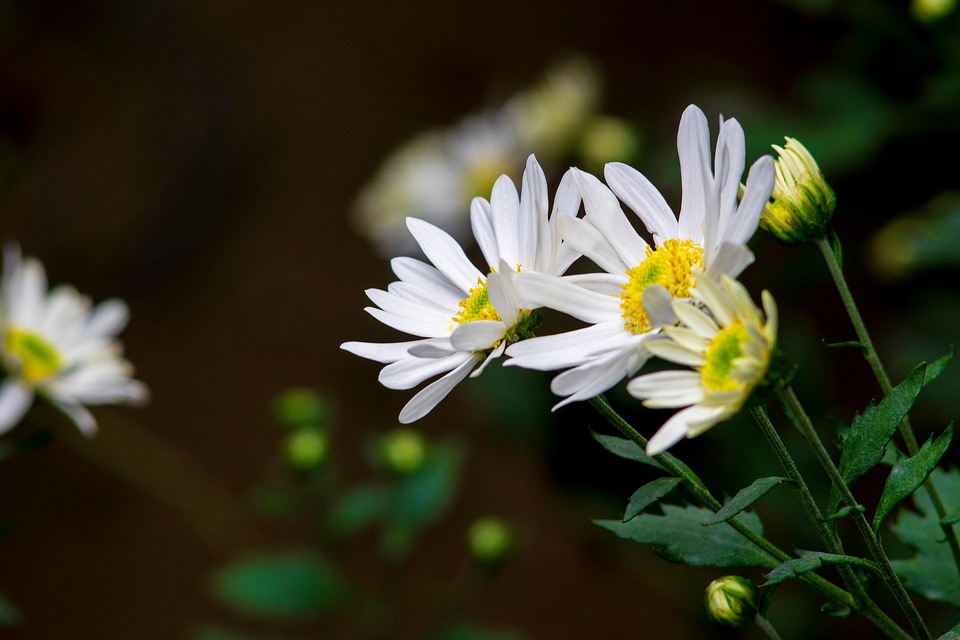 White Flowers Daisies Wildflowers - Free photo on Pixabay - Pixabay
