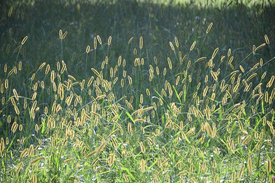 Gras Wiese Feld - Kostenloses Foto auf Pixabay - Pixabay