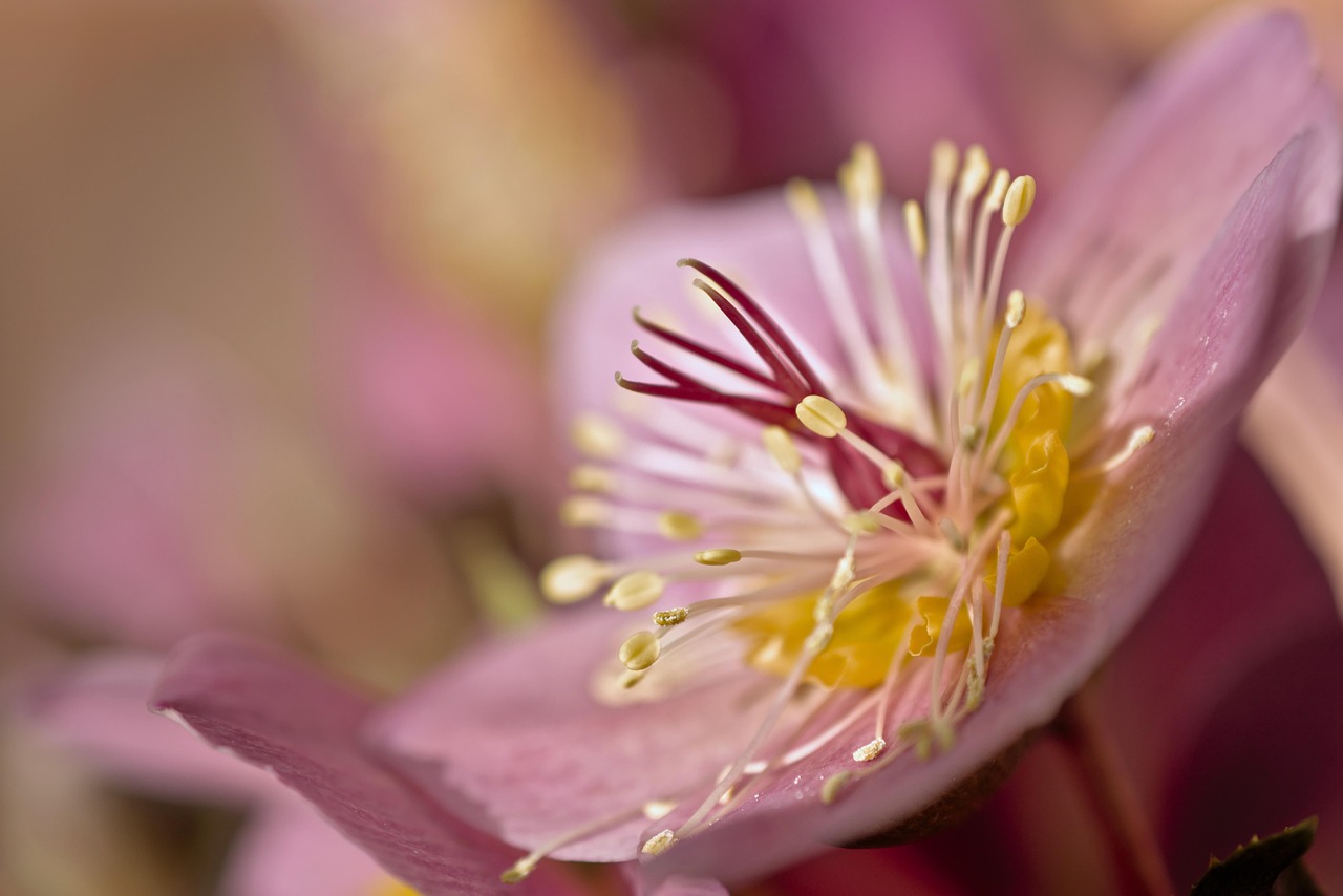 300+ kostenlose Christrose & Schneerose Fotos - Pixabay