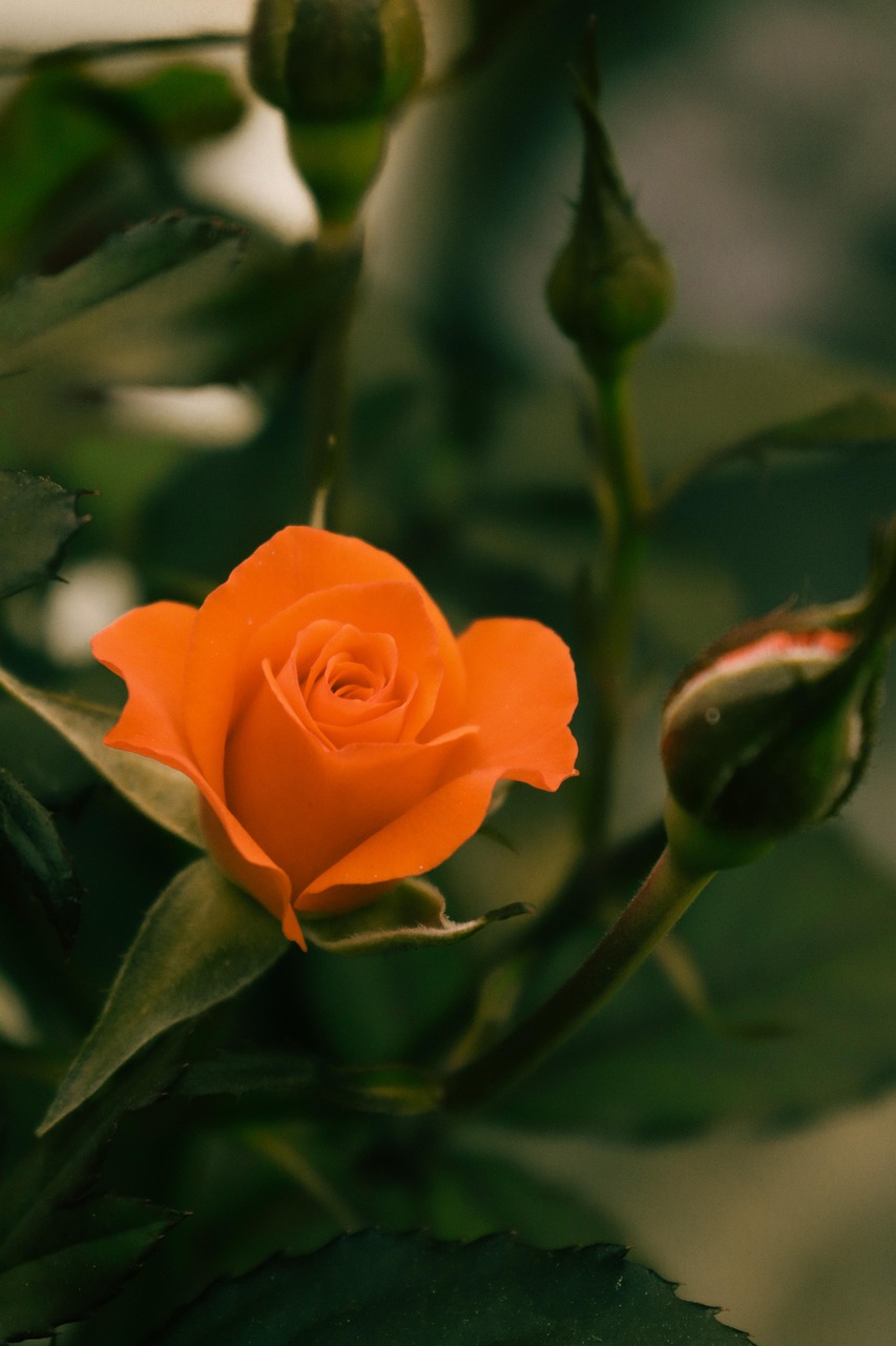 Beautiful Profile Pictures Roses