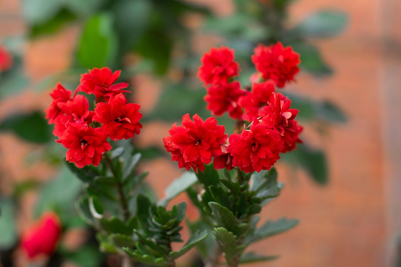 Flower Florist Kalanchoe Bloom - Free photo on Pixabay