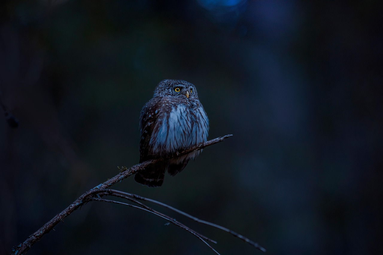 Eurasian Pygmy Owl Bird - Free photo on Pixabay - Pixabay