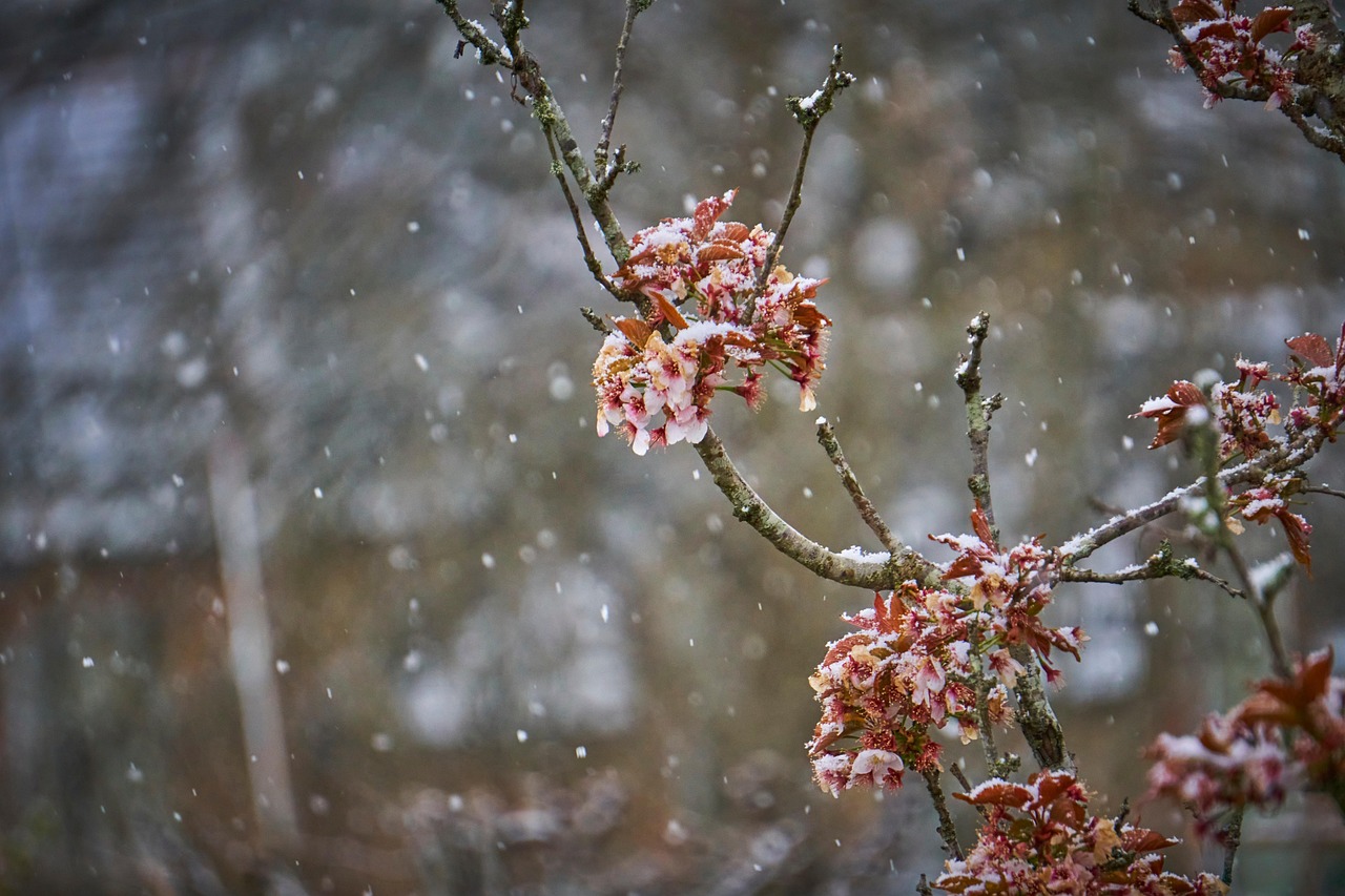 Winter Schnee Blumen - Kostenloses Foto auf Pixabay - Pixabay