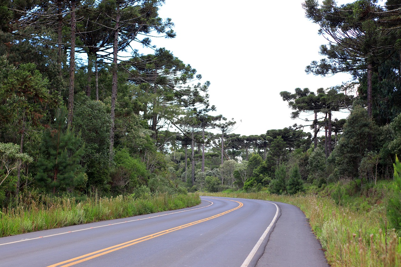 Árboles De Araucaria La Carretera - Foto gratis en Pixabay - Pixabay