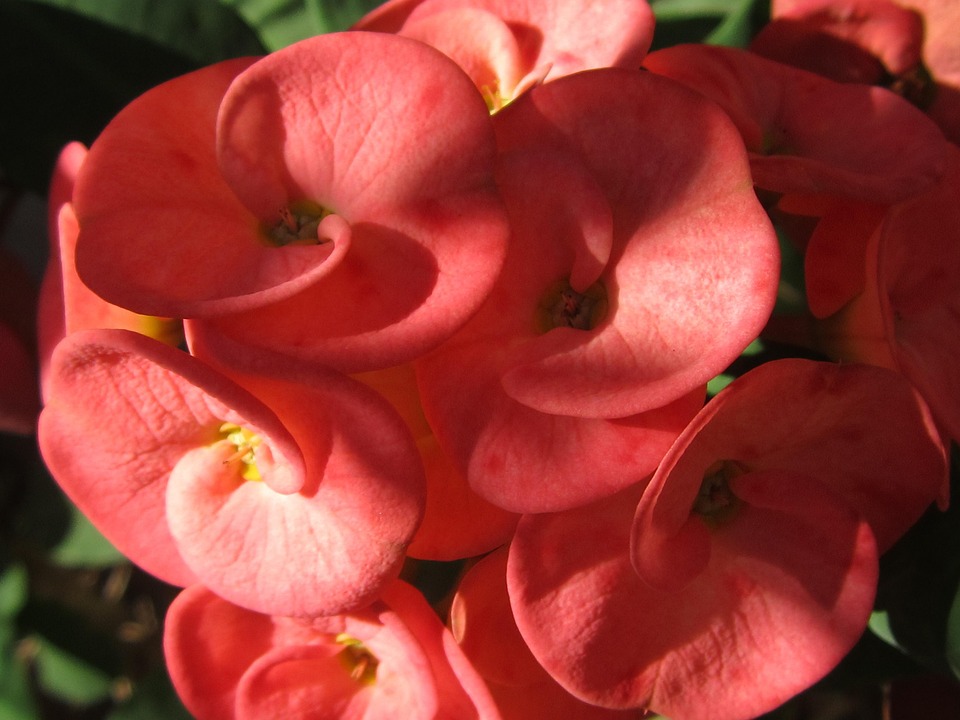 Red Garden Plant - Free photo on Pixabay - Pixabay