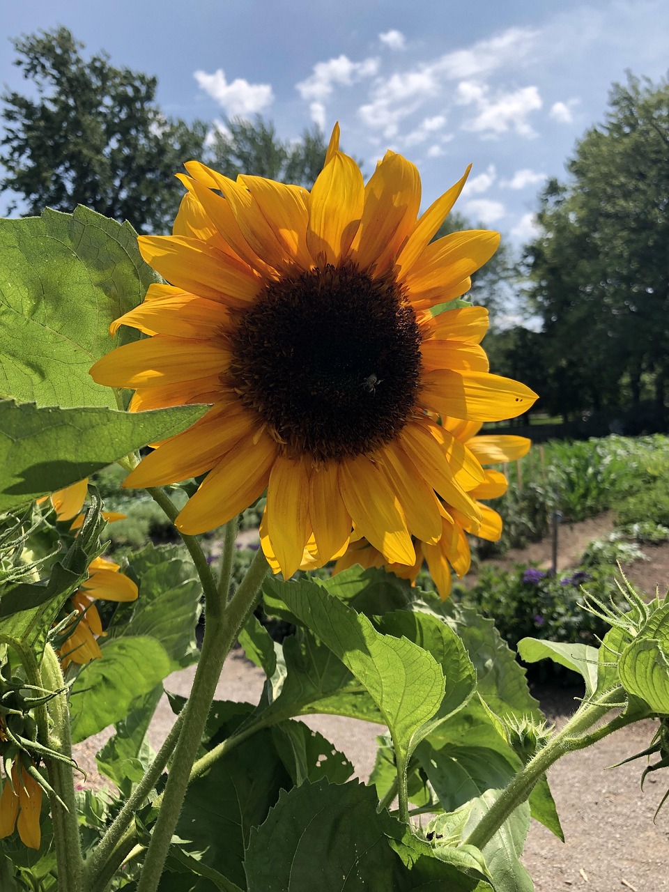 Sunflower Summer Garden - Free photo on Pixabay - Pixabay