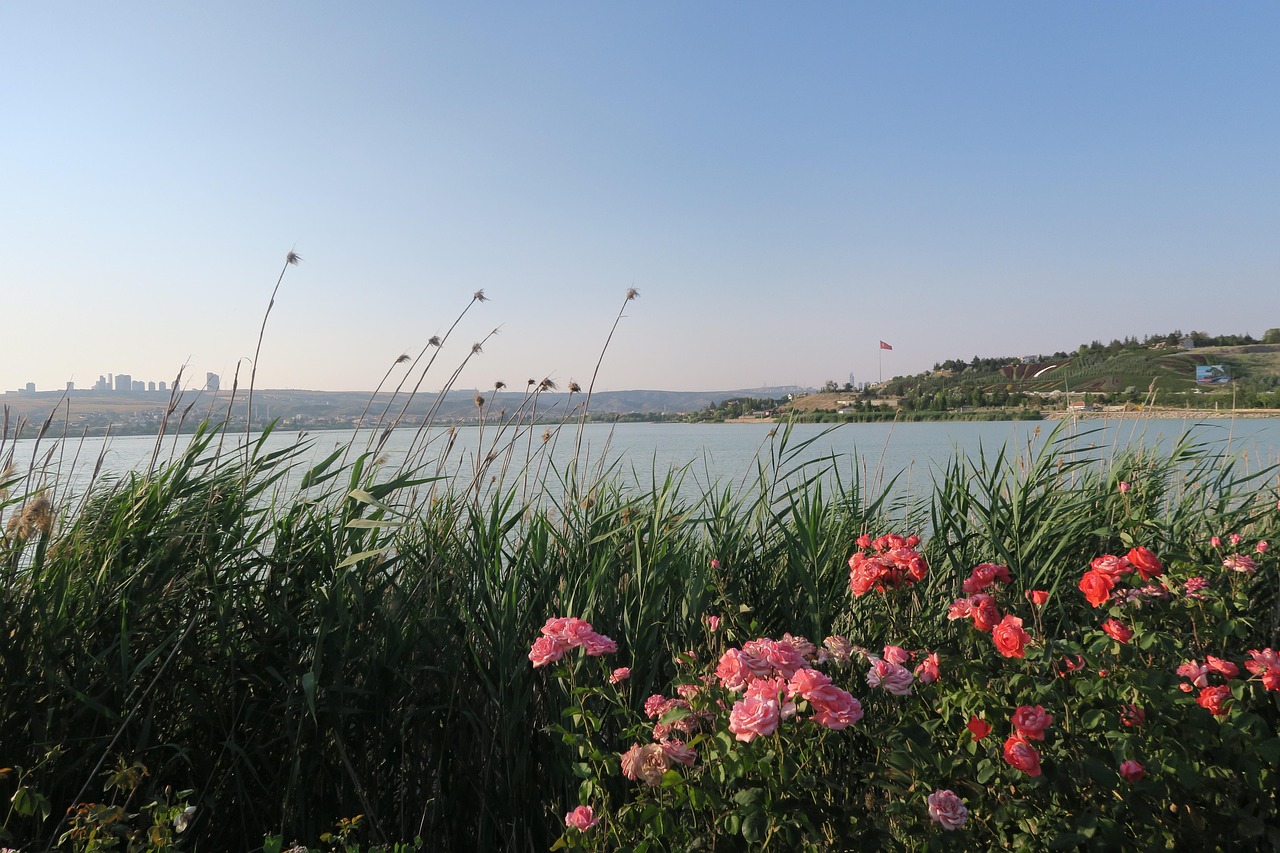 Roses River Riverside - Free photo on Pixabay - Pixabay