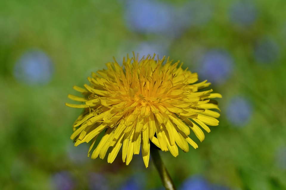 Dandelion Flower Plant Yellow - Free photo on Pixabay