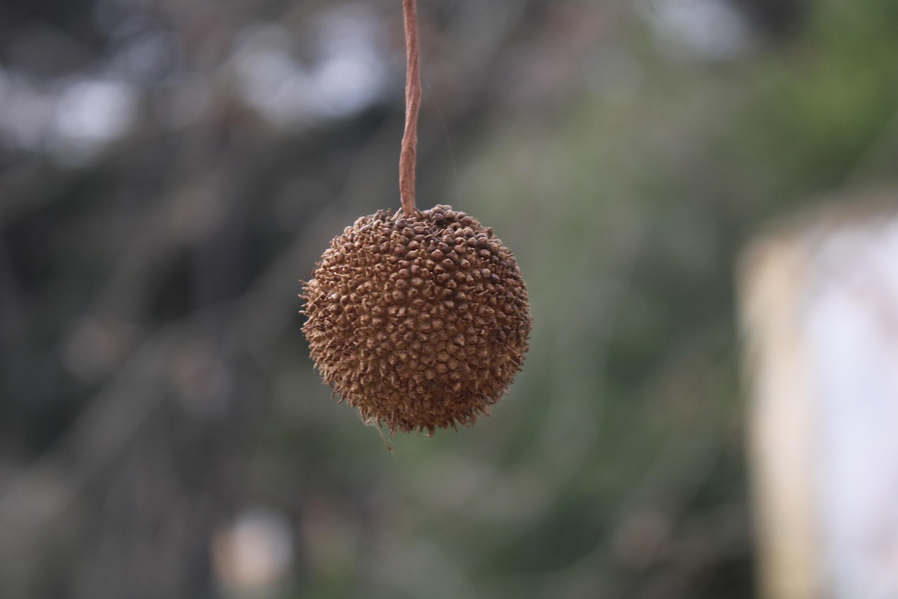 40,000+ Free Sycamore Tree & Sycamore Images - Pixabay