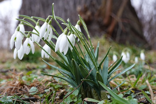 Snowdrops Flowers Plant - Free photo on Pixabay