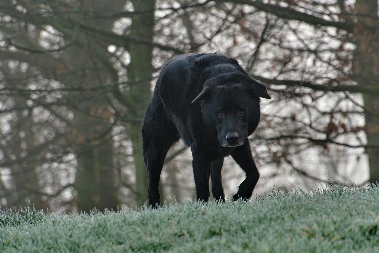 Labrador Perro Mascota - Foto gratis en Pixabay - Pixabay