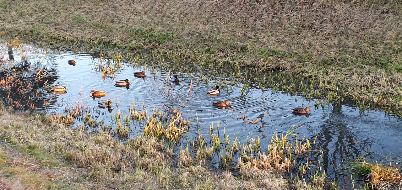 Rate Sălbatice Pe Apă Ducks - Free photo on Pixabay - Pixabay