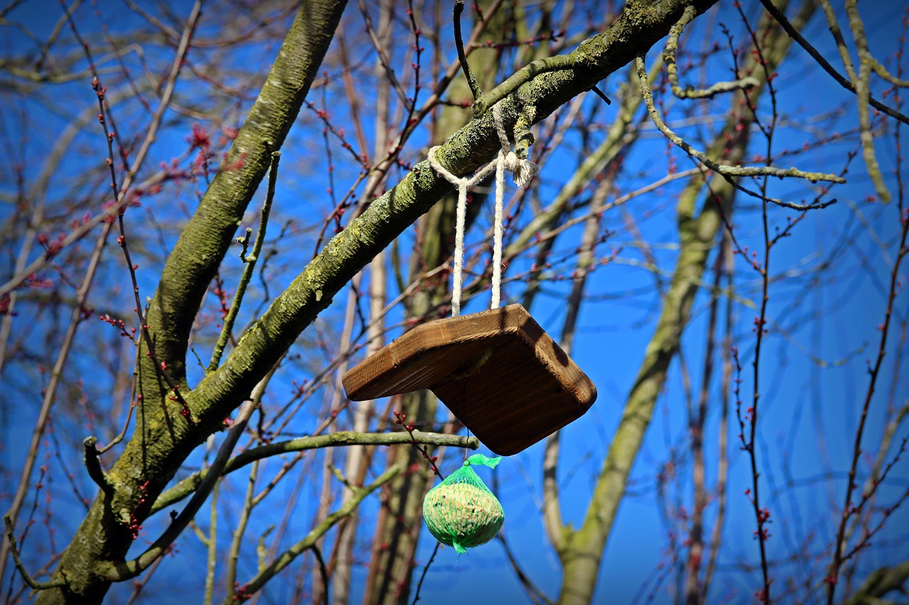 Bird Food Feeder Tree - Free photo on Pixabay