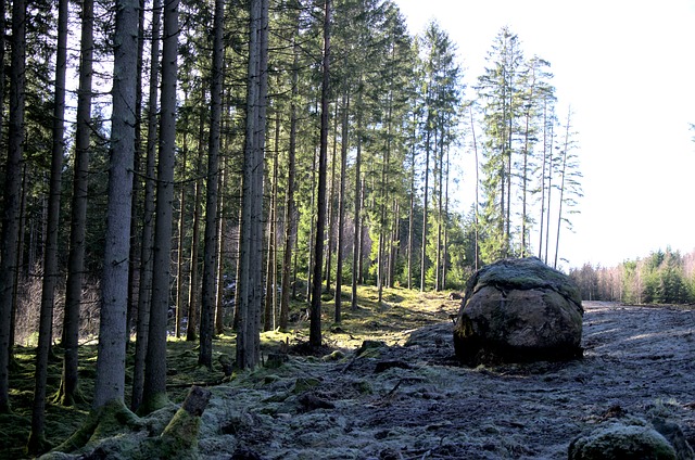 Träd Natur Skog - Gratis foto på Pixabay - Pixabay