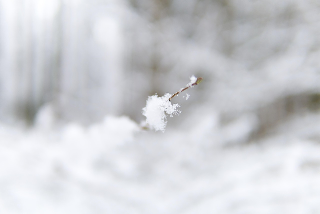 Snow Winter Season - Free photo on Pixabay - Pixabay