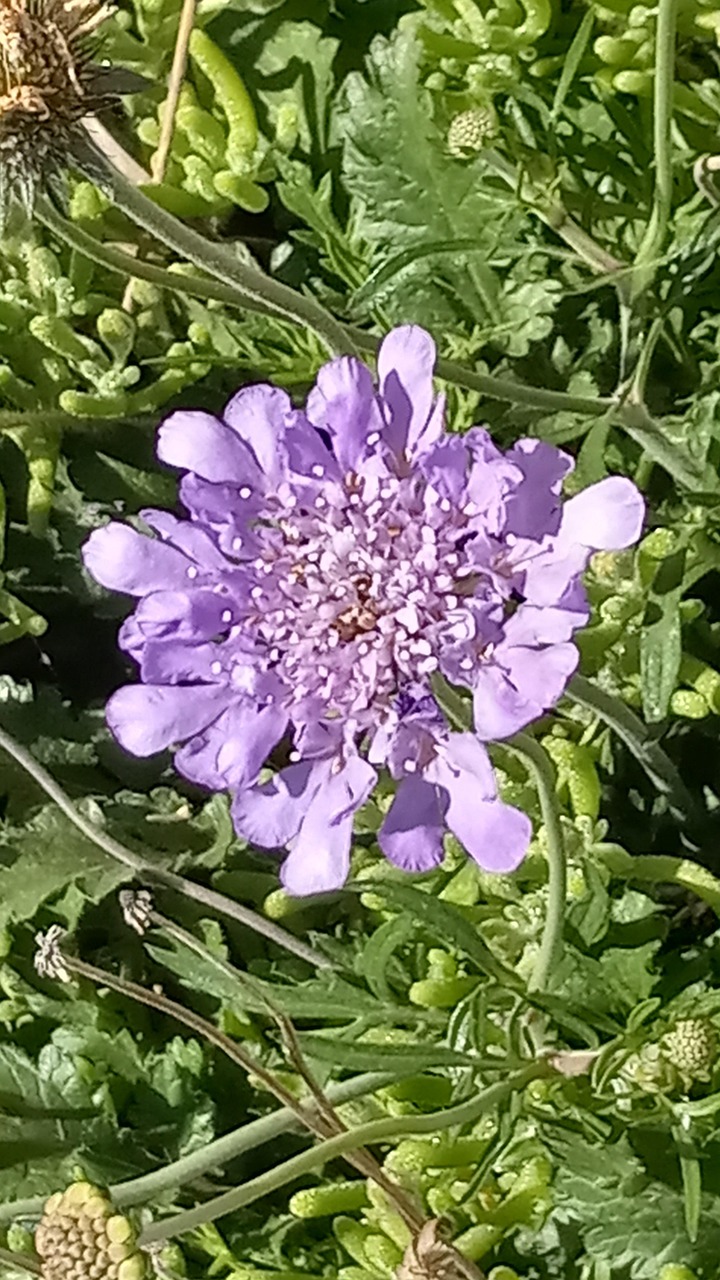 Kudis Manis Jarum Pinus Bunga Ungu - Foto gratis di Pixabay - Pixabay