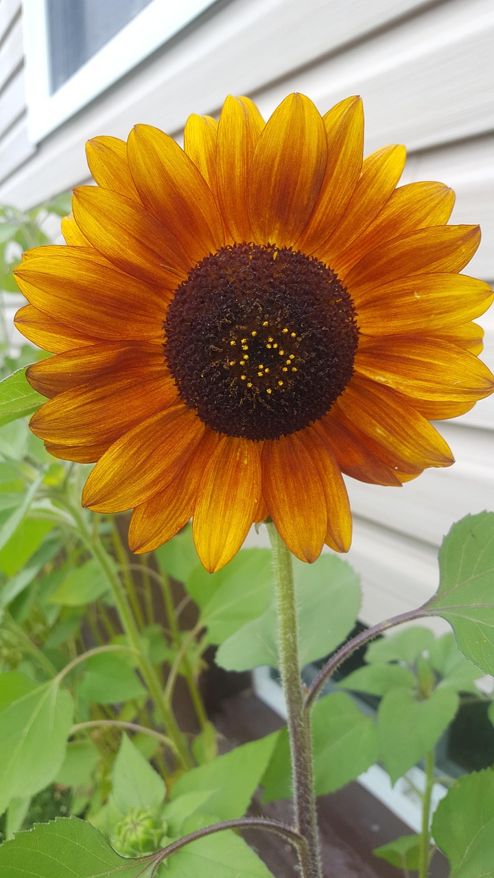 Sunflower Flower Orange - Free photo on Pixabay - Pixabay