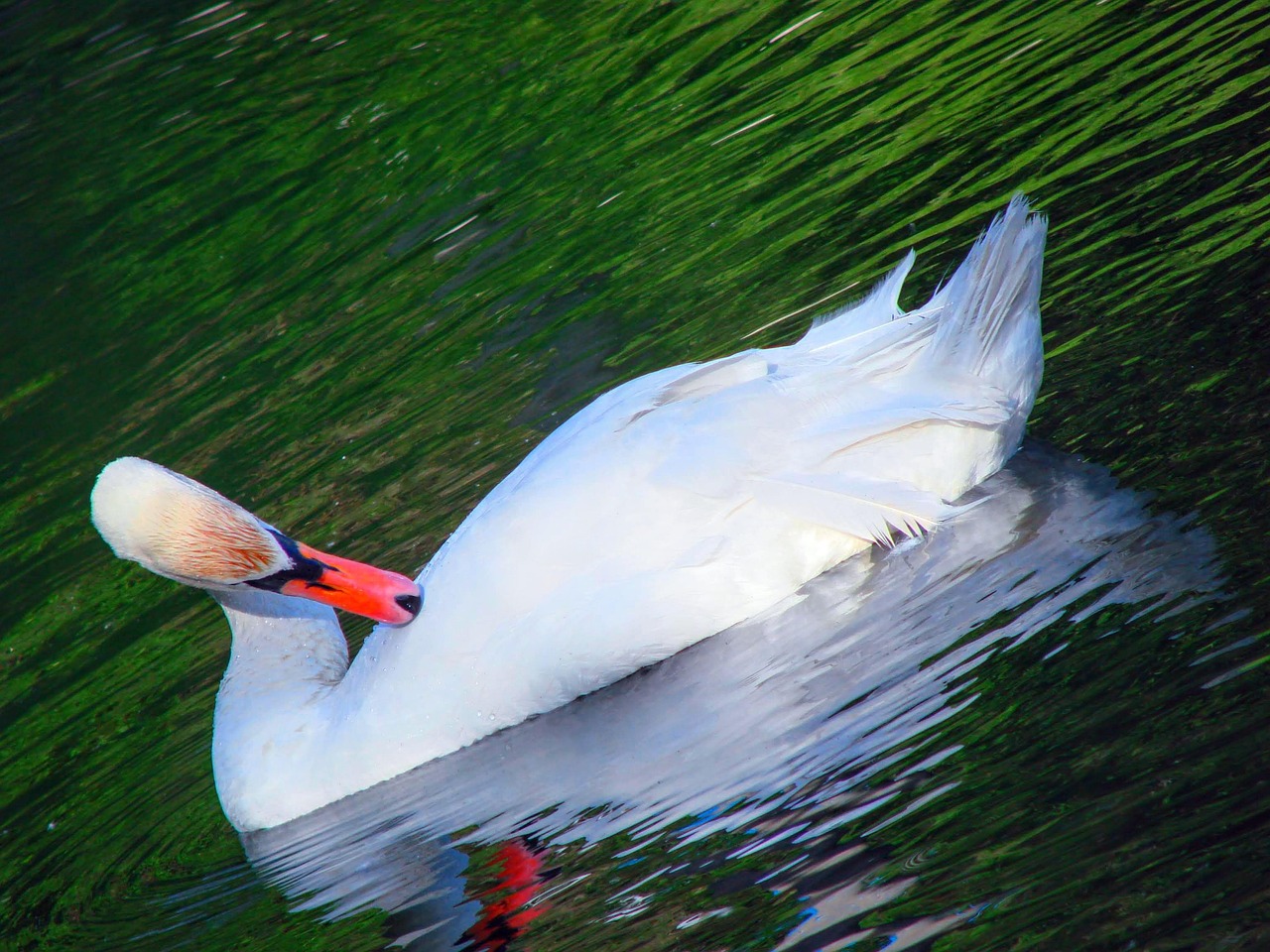 Swan Moscow The Park - Free photo on Pixabay - Pixabay