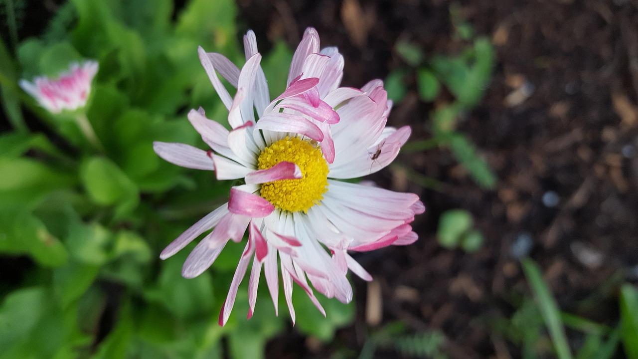 Bellis Margarida Inglesa - Foto gratuita no Pixabay - Pixabay