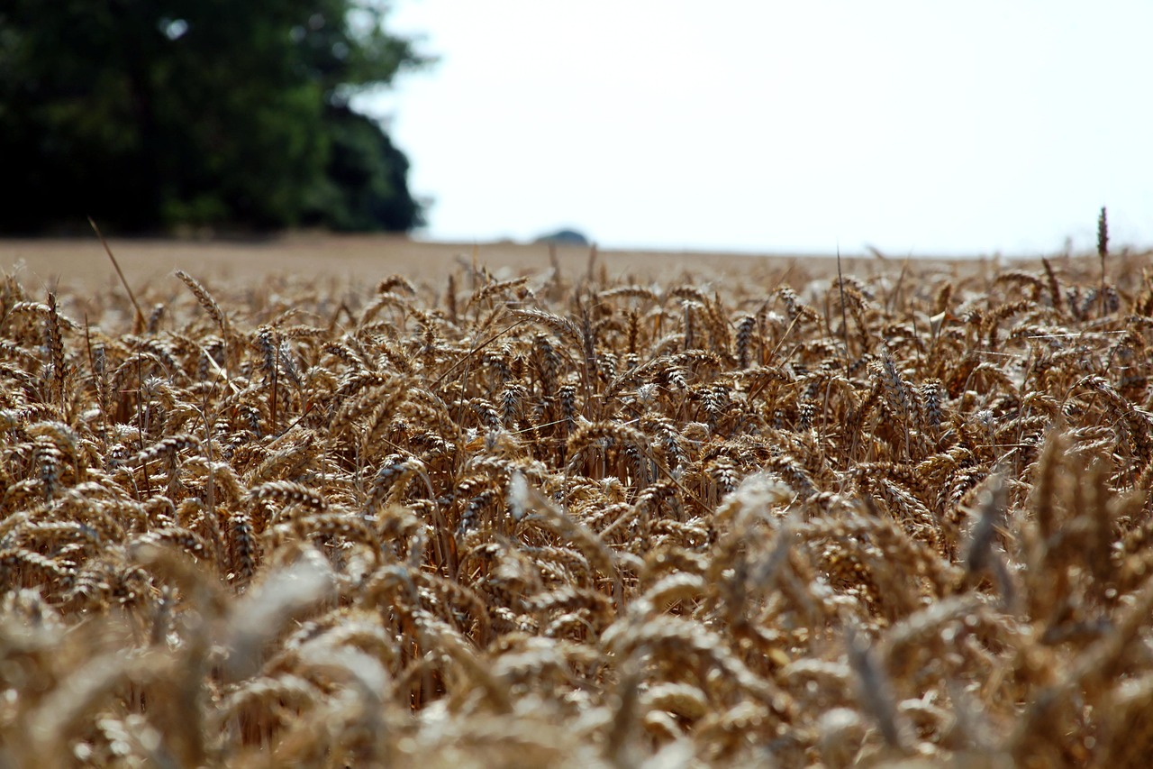 Weizen Feld Weizenfeld Gerade - Kostenloses Foto auf Pixabay - Pixabay