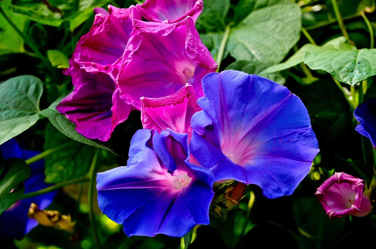 Gloires Du Matin Fleurs Jardin - Photo gratuite sur Pixabay